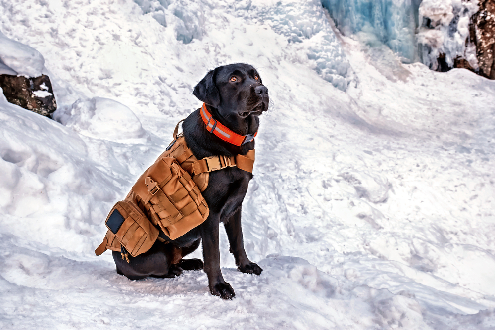 10 Best Dog Vests for Outdoor Use Reviewed in 2024 | TheGearHunt
