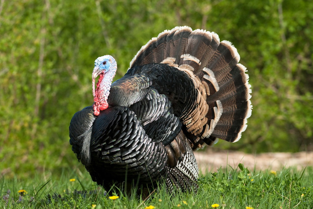 Top 5 Tips For Turkey Hunting: All You Need to Know | TheGearHunt