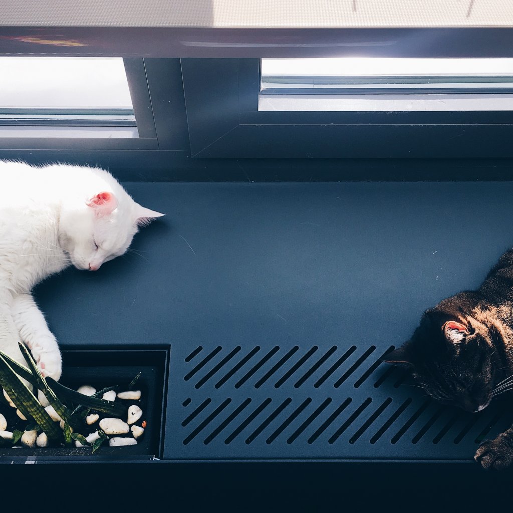 Introducing Cats: A Guide for Your Expanding Feline Family - TheGearHunt