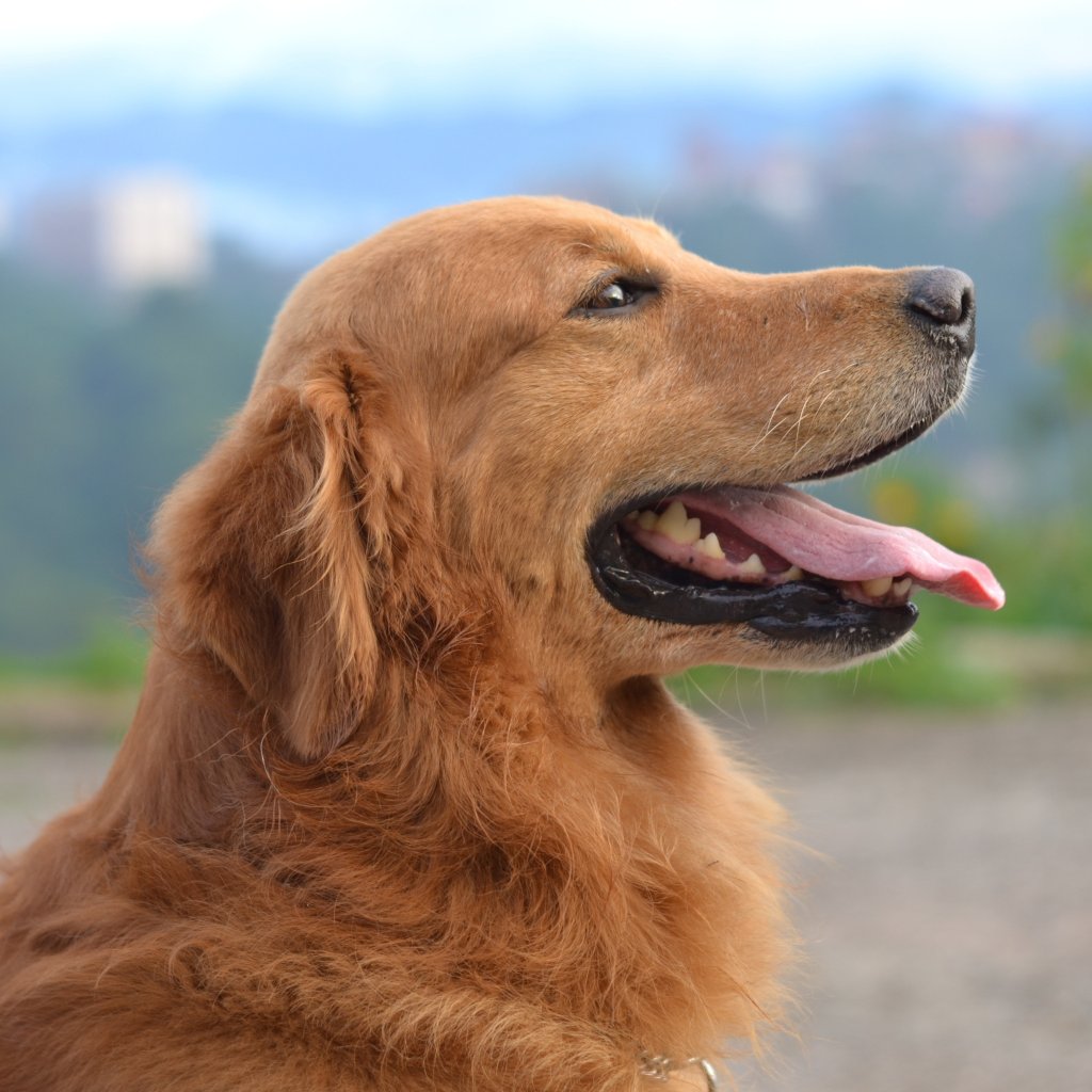 Golden Retrievers: History, Temperament & Personality Traits | TheGearHunt