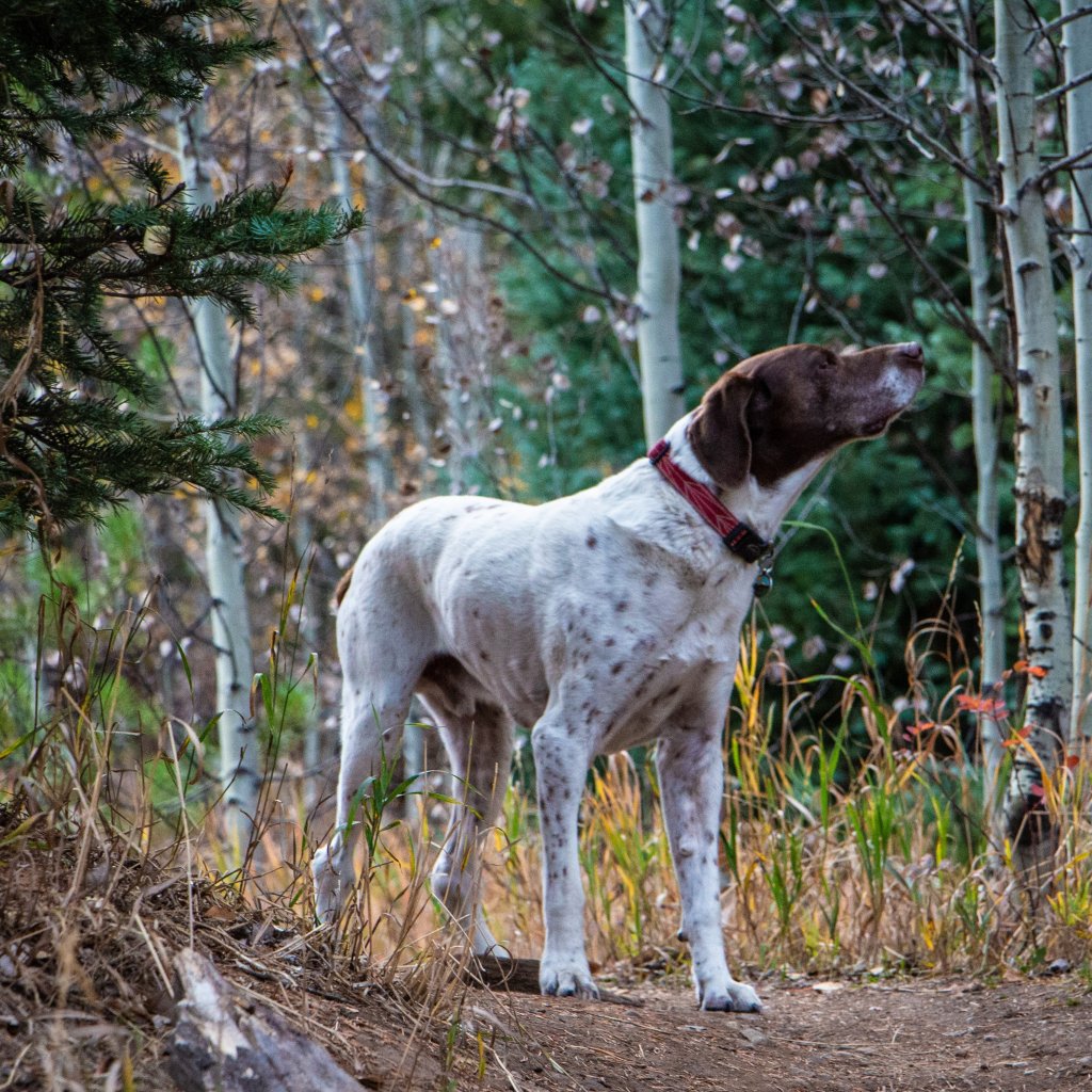 Everything You Need to Know About English Pointers | TheGearHunt