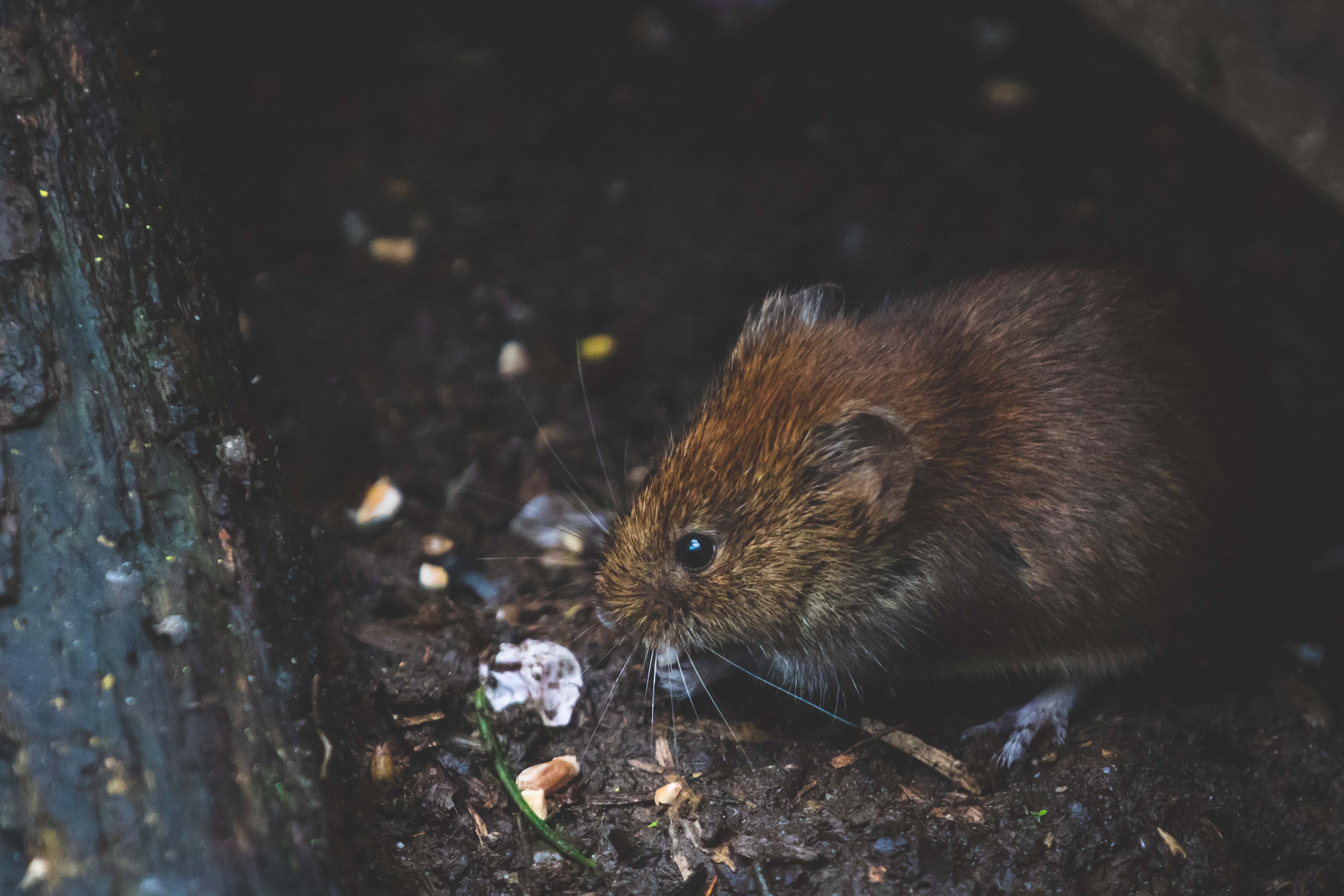 Rat Breeds: How to Know Which is the Right One For You | TheGearHunt